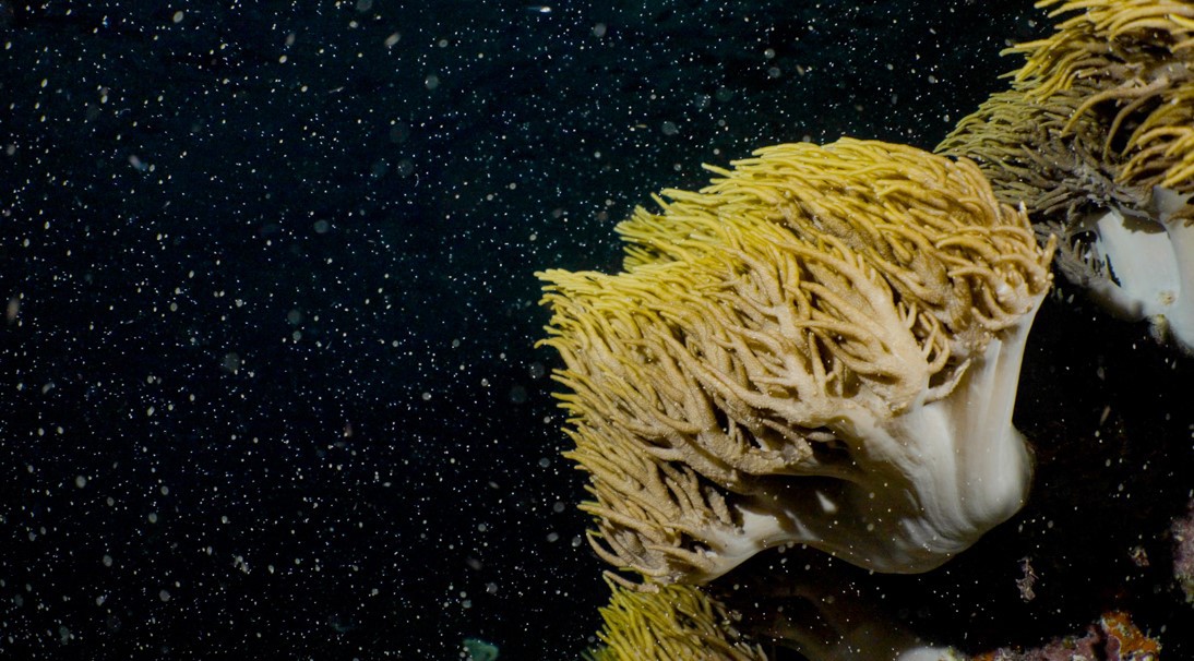 Coral spawning: All hands on deck for the Great Barrier Reef baby boom ...