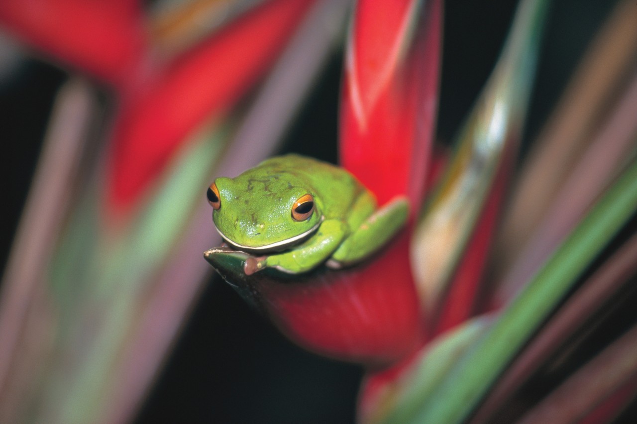 Daintree Bird Tour Adds New Feather In Traveller Cap | Tourism and ...