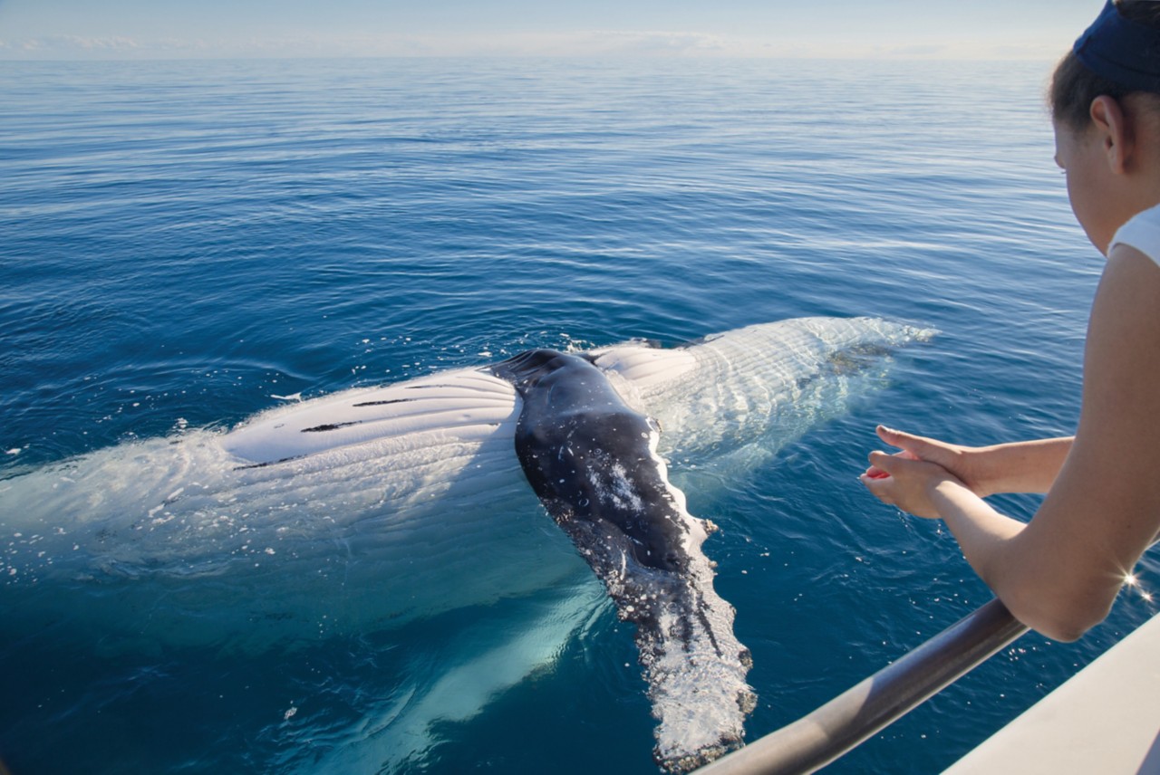 humpback-highway-opens-to-traffic.thumb.800.480.png