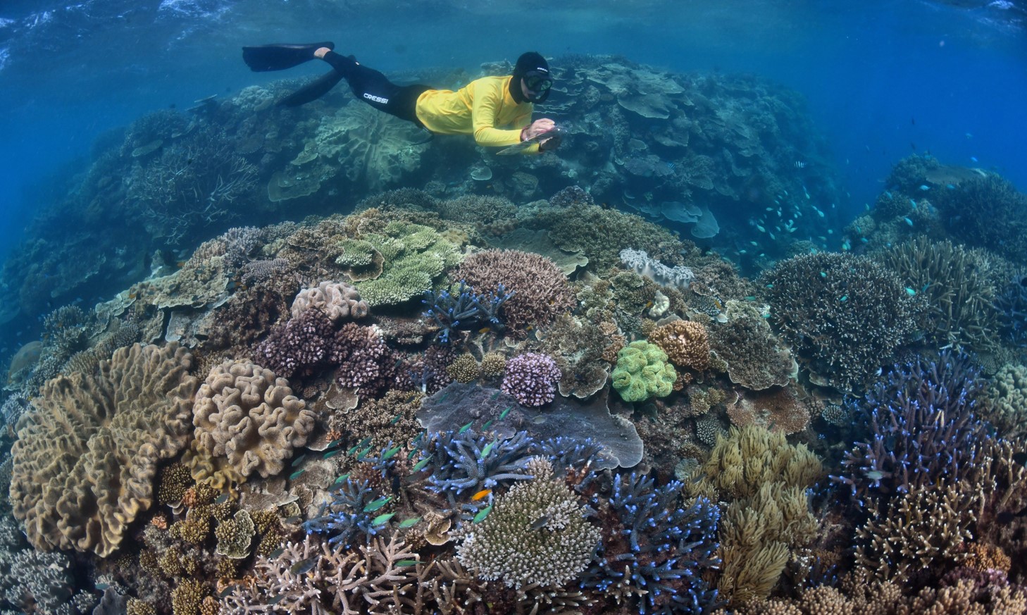 Meet Pablo Cogollos Master Reef Guide for Mike Ball Dive | Tourism and ...