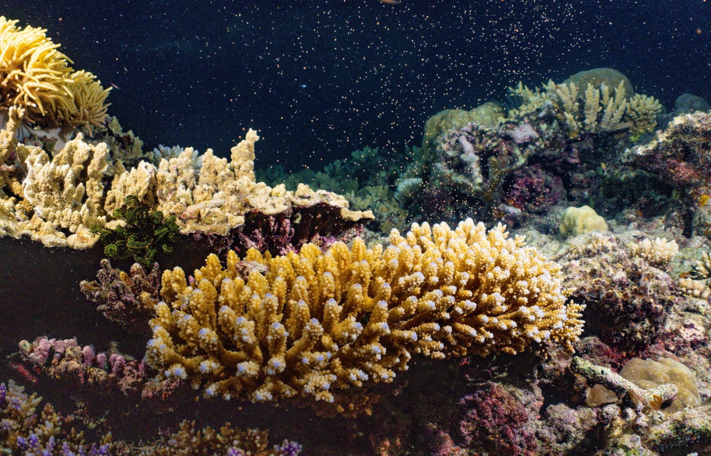 Coral spawning: All hands on deck for the Great Barrier Reef baby boom ...