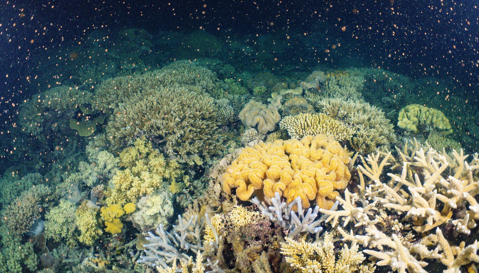Coral spawning: All hands on deck for the Great Barrier Reef baby boom ...