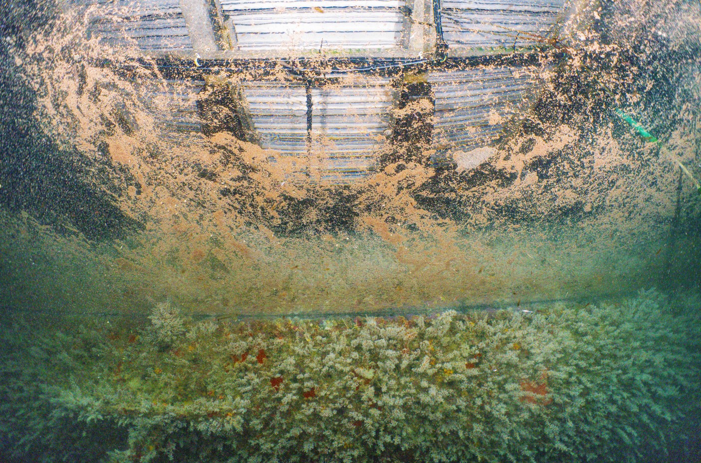 Coral spawning: All hands on deck for the Great Barrier Reef baby boom ...