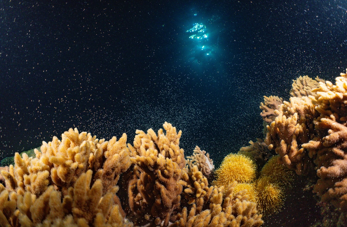 Coral spawning: All hands on deck for the Great Barrier Reef baby boom ...